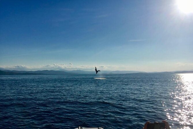 Dolphin Watching and Snorkeling in Figarolo in Sardinia - Reviews and Recommendations