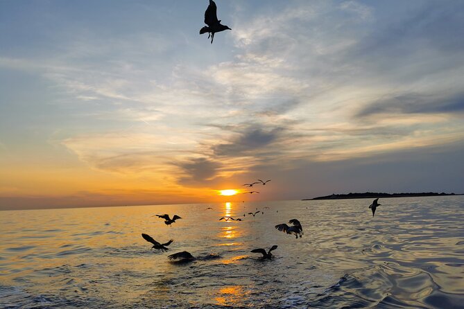 DOLPHIN WATCHING | Pula Boat - Frequently Asked Questions
