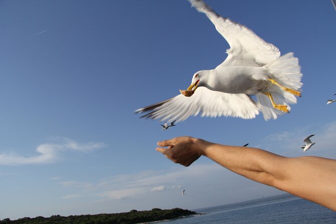 Dolphin Watching Sunset Boat Trip in Pula With Dinner - Reviews & Feedback