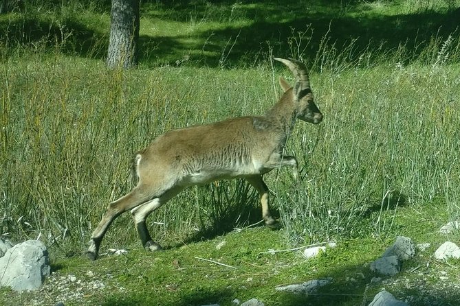 Donana National Park and El Rocío: Private Tour From Seville - Transportation and Logistics for Your Trip