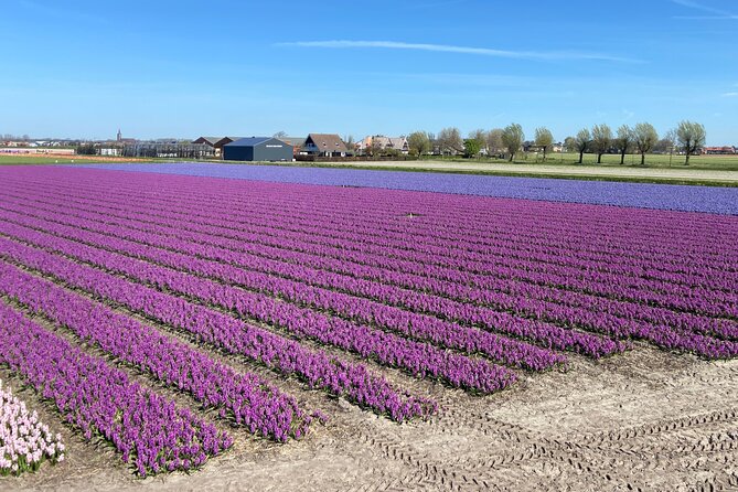 Drive It Yourself Electric Tulip and Flower Fields GPS Audio Tour - Inclusion and Exclusions