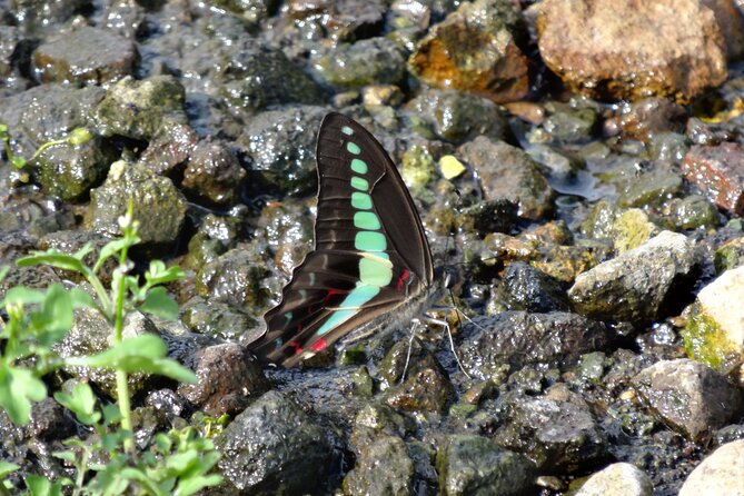 Easygoing Nature Walk in Hakone Tour - Highlights of the Nature Walk