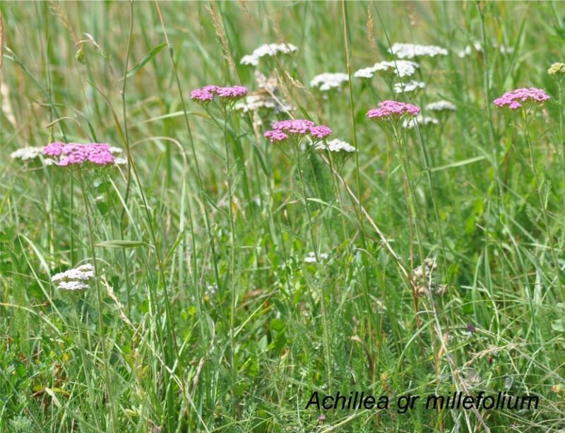 EDIBLE SPONTANEOUS PLANTS - Exploring Edible Plants
