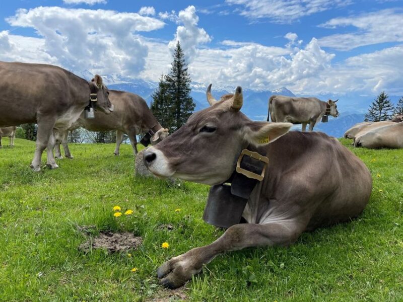 From Lucerne: Mount Rigi Day Trip With Cruise and Cable Car - Customer Testimonials