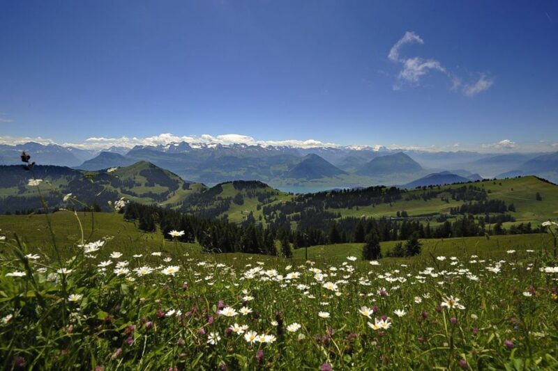 From Zürich: Day Trip to Rigi and Lake Lucerne - Important Information