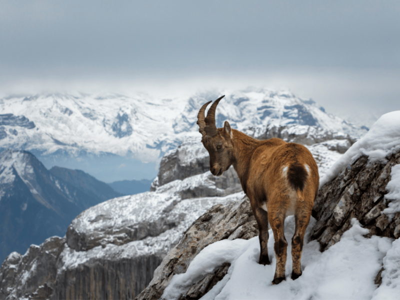 From Zurich: Pilatus & Lucerne With Cruise Private Day Trip - Important Information
