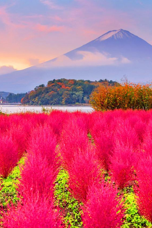 Fuji Kawaguchiko, Hot Spring, Wind & Ice Cave Adventure Day - Starting Locations and Drop-off