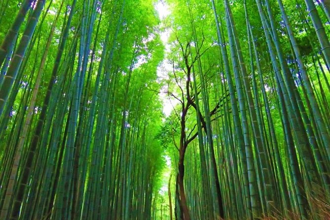 Full Day Kyoto Chartered Taxi Tour - Exploring Kyotos Highlights