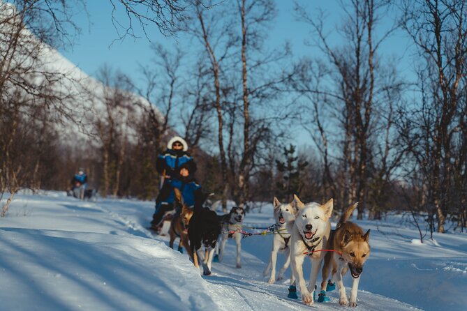 Fun & Easy Dog Sledding Adventure - Early Bird 08:10 - Post-Activity Offering