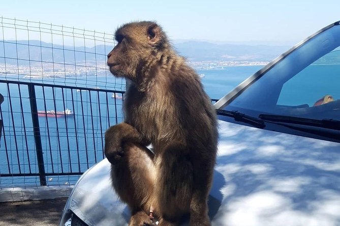Gibraltar Sightseeing : Extended Rock Tour / Shore Excursion (Private) - Customized Experiences