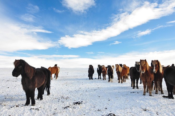 Golden Circle & Viking Horse Experience - Exploring Thingvellir National Park