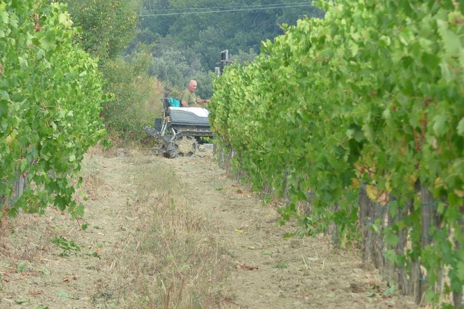 Gourmet Wine Tour San Gimignano Wine Tasting - San Quirico Winery - Customer Reviews and Ratings