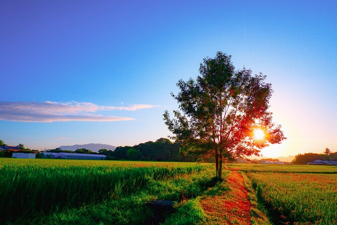Green Tea Fields, Serene Beautiful Nature of Kyoto: Private Tour - Booking and Communication