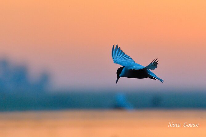 Guided Birdwatching Day Trip to the Danube Delta - Private Program - Preparation Tips for a Successful Birdwatching Adventure