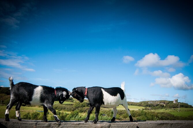 Guided Doolin Cave Tour: Experience Europes Largest Stalactite - Tour Details and Ratings