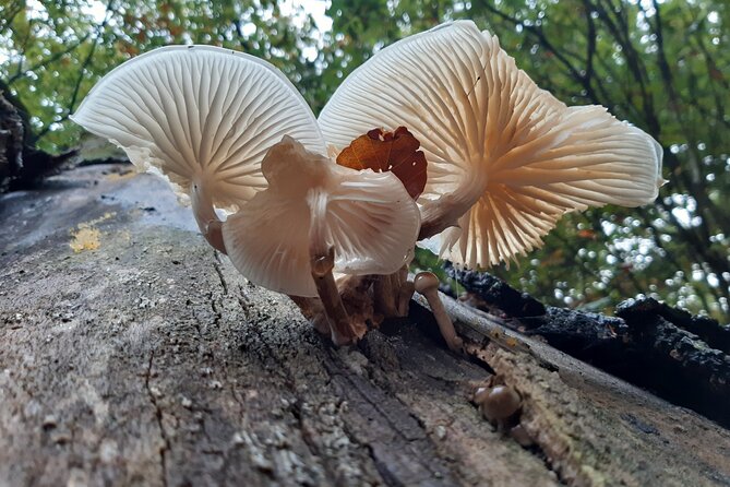 Guided Walking Tour of New Forest National Park in Hampshire - Booking and Reservation Details