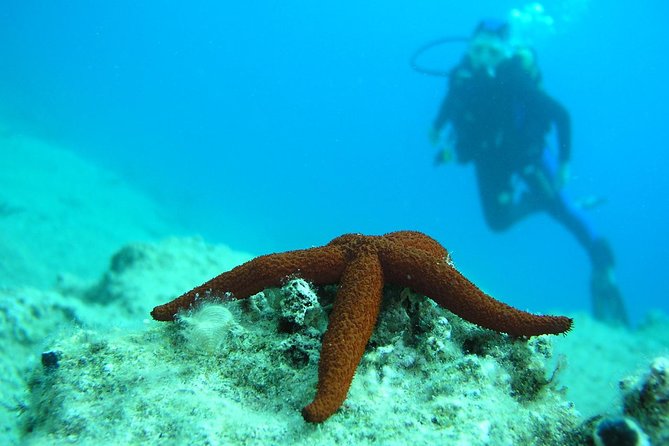 Half-day Scuba Diving Experience in Oludeniz - Review Highlights