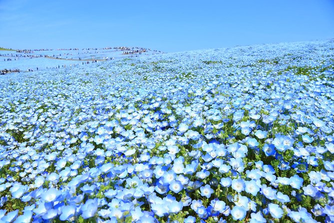Hitachi National Seaside Park's Flowers & Ashikaga Flower Park - Recommendations for the Best Time to Visit