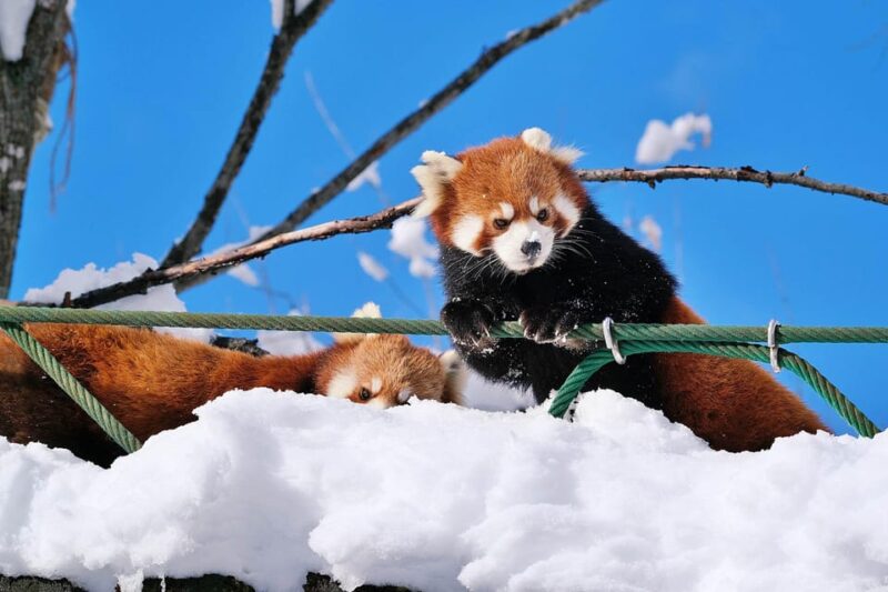 Hokkaido Asahiyama Zoo, Icebreaker GARINKO GO Sunset Tour - Customer Reviews and Feedback
