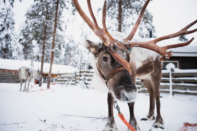 Husky and Reindeer Farm Visit With Snowmobiling - Tips for an Enjoyable Experience