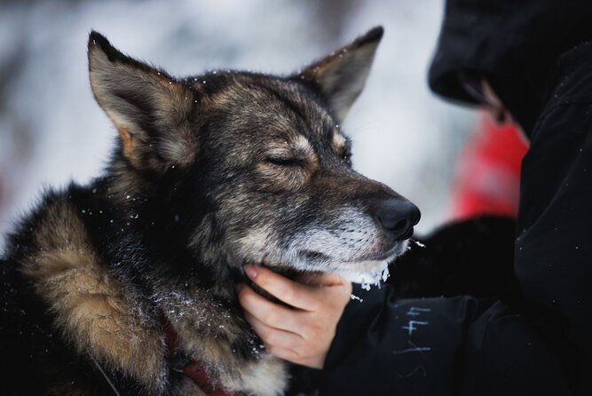 Husky, Reindeer Farm and Santa Village Experience - Pricing and Booking Information