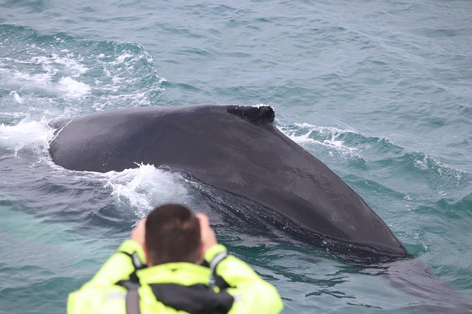 Iceland Super Saver: Puffin Cruise Plus Whale-Watching Tour From Reykjavik - Positive Customer Experiences