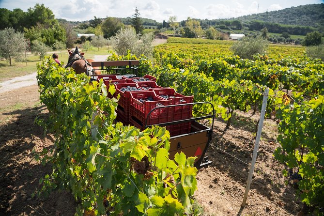In a Carriage Among the Vineyards, Visit of the Cellar, Tasting of Organic Wines. - Local Gastronomic Products