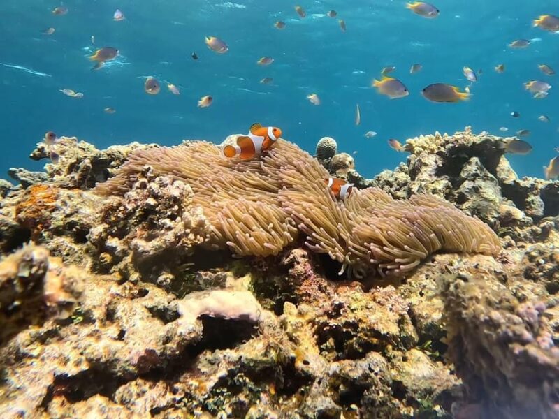 Iriomote Mangrove River Canoe and Snorkeling at Coral Island - Important Information
