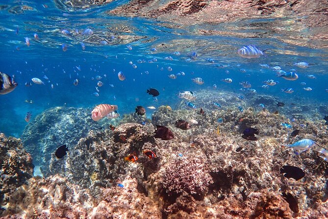Ishigaki Mangrove SUP or Canoeing and Phantom Island Snorkeling - Pickup and Meeting Information