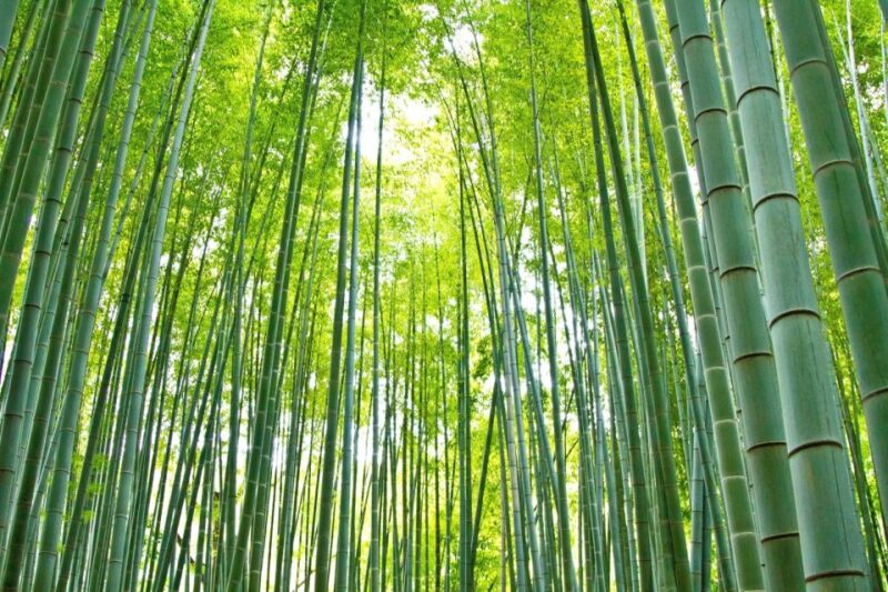 Kamakura: Great Buddha, Hase Temple, & Komachi Street Tour - Hase Temple and Its Seasonal Flowers