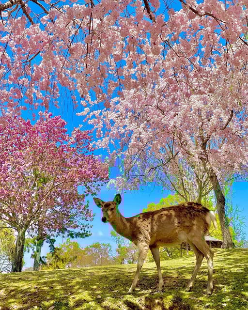 Kansai 10-Hour Chartered Day Trip｜Nara City - Reservation and Payment Options