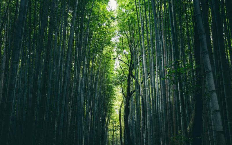 KYOTO: OSAKA/NARA/Private Customized Tour With Hotel Pickup - Customer Reviews and Feedback