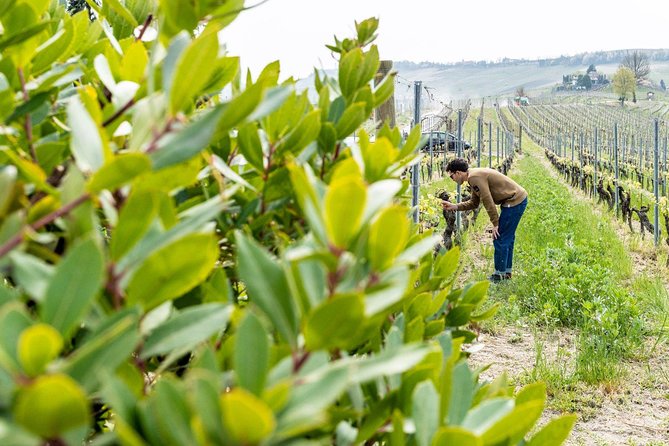 Langhe Wine Tour and Tasting - One Day With a Somm - Personalized Itinerary