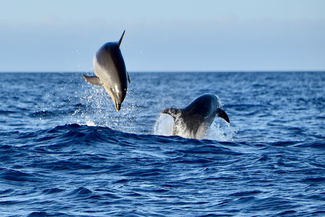 Lanzarote Sea Safari From Puerto Calero - Confirmation and Beverage Details