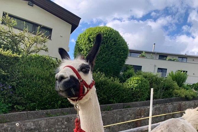 Llama Hike Through the Wonderful Liechtenstein Mountains - What Travelers Are Saying