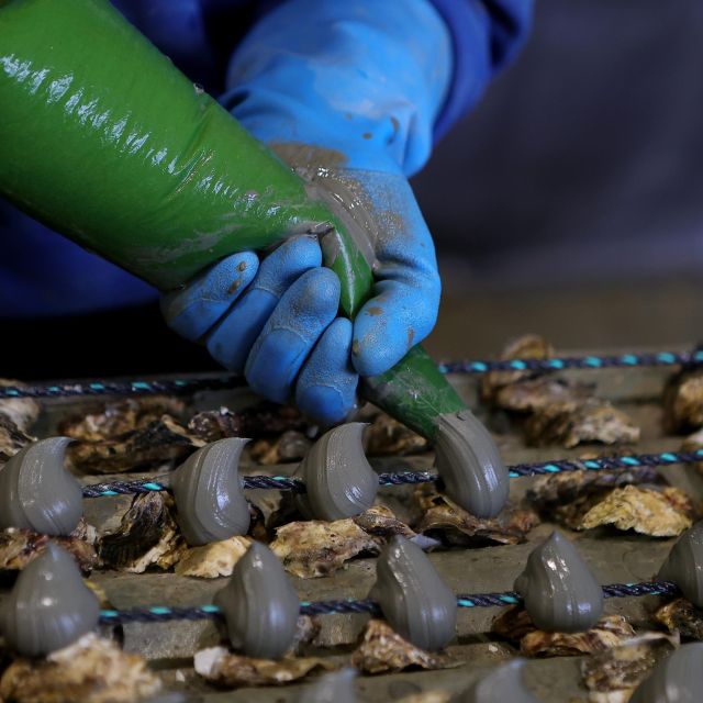 Loupian: Tour Guide of Our Oyster Farm and Tasting - Techniques of Oyster Aging