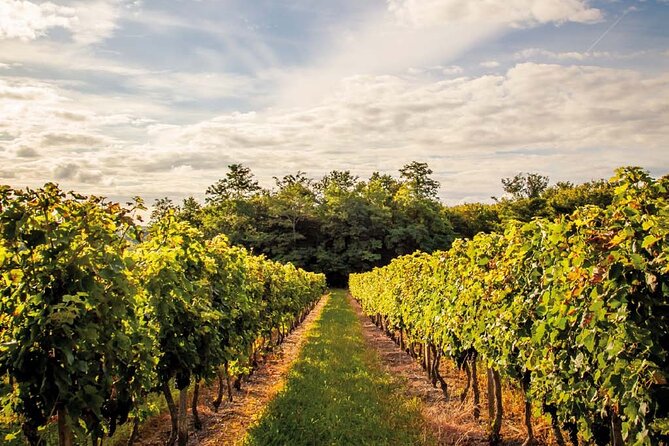 Médoc Region Half-Day Wine Tour Review - Tips and Recommendations