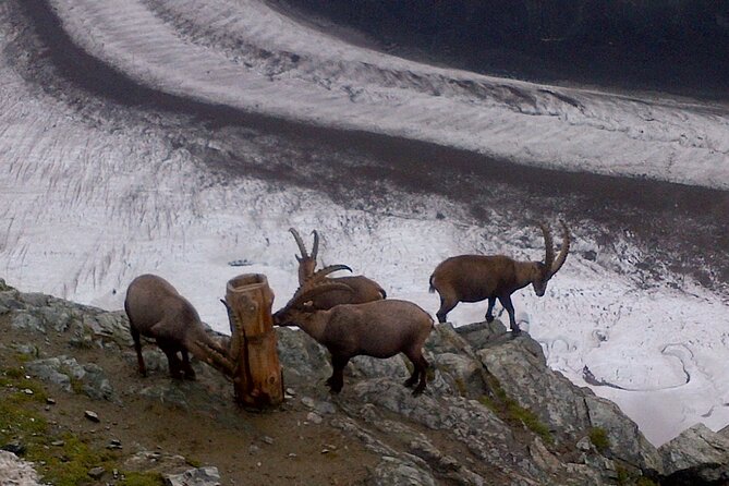 Mount Gornergrat: Zermatts Spectacular Summit Ticket - Scenic Railway Journey to the Summit