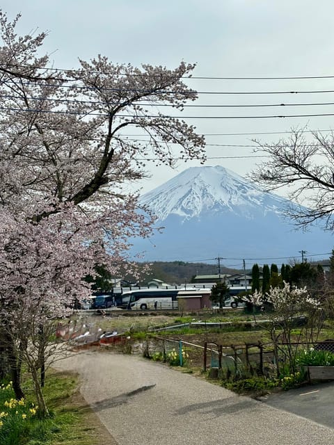 Mt. Fuji & Hakone Private Tour: Lake Cruise & Outlet Visit - Customer Feedback