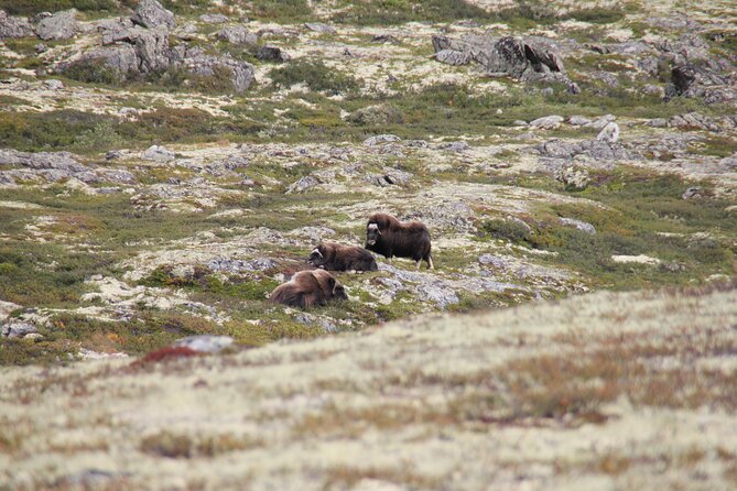 Muskox Safari From Hjerkinn | Dovre & Lesja Aktiv - Hassle-free Transportation