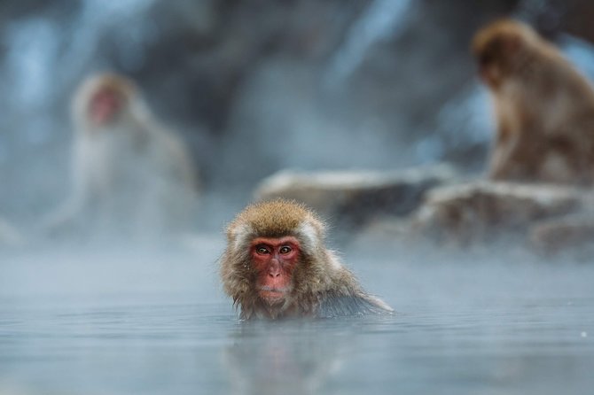Nagano Private Two Day Tour - Additional Notes