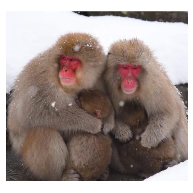 Nagano/Tokyo: Snow Monkey Private Day Tour At Lowest Rate - Frequently Asked Questions