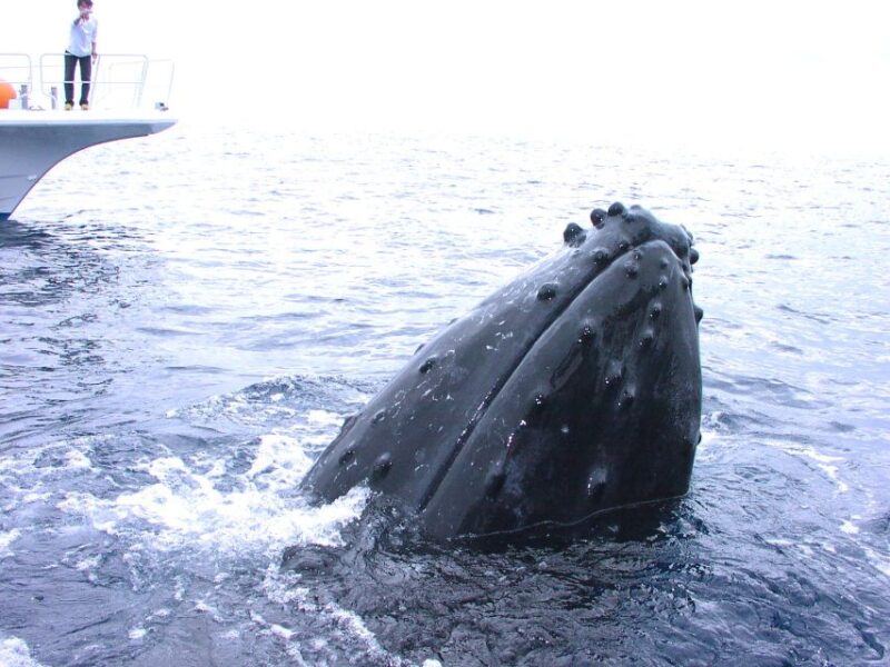 Naha:Kerama Islands 2 Fun Dive/Whale Watching Limited Time - Customer Reviews and Feedback