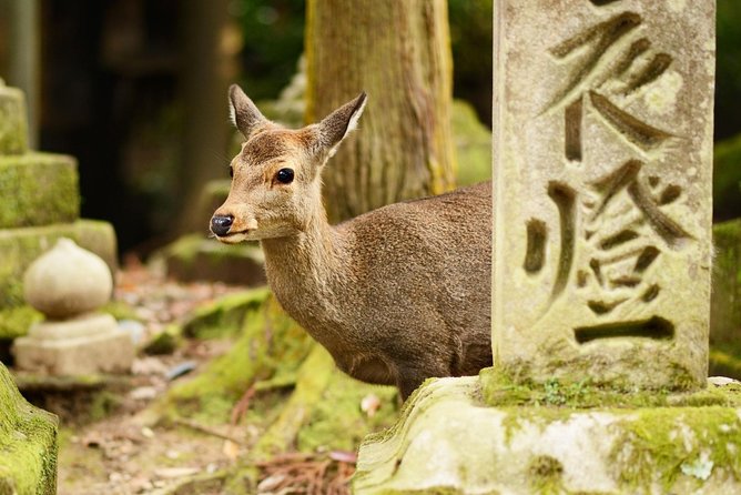 Nara Day Trip From Osaka With a Local: Private & Personalized - Booking Information and Reviews