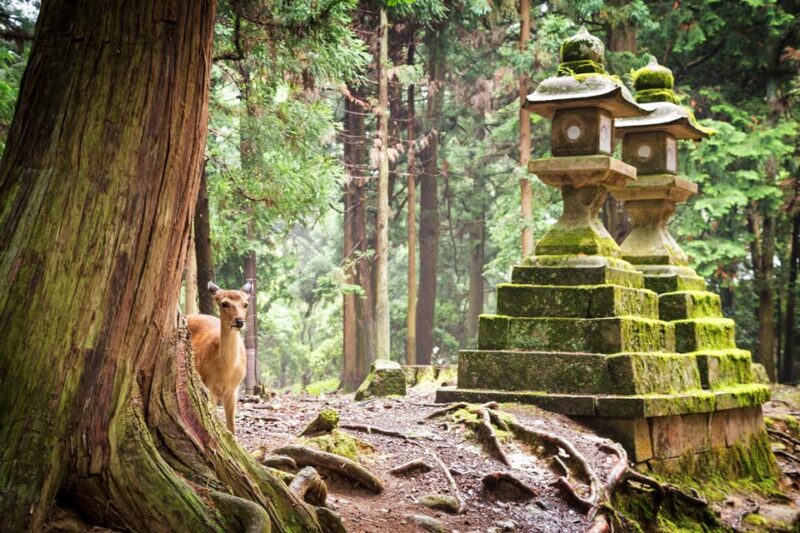 Nara: Kasuga Taisha, World Heritage and Sacred Deer Shrine - Shinto Beliefs and Practices