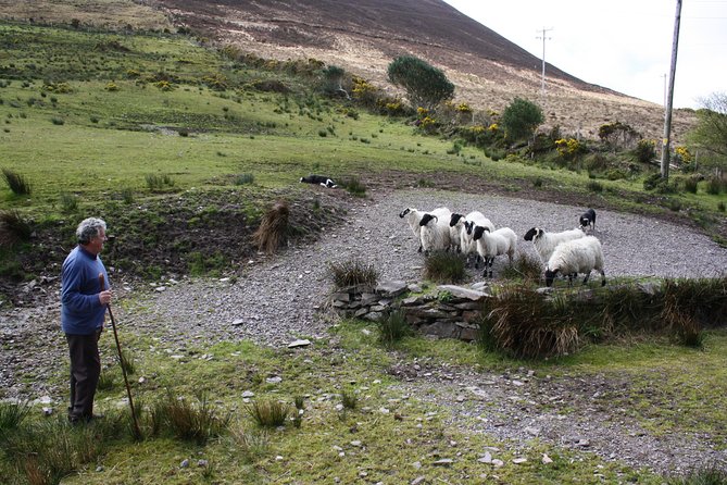 NO 1 Ring of Kerry Tour Review - Group Size and Vehicle Details
