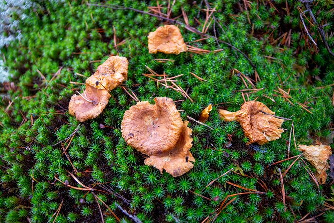 Nuuksio National Park Hiking Experience From Helsinki - Positive Guest Feedback