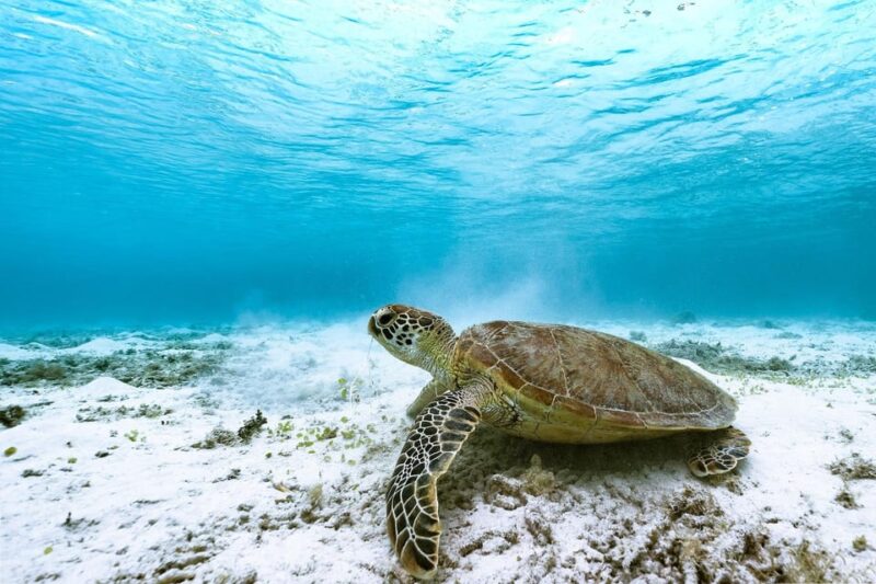Okinawa Full-Day Tour With Daily Chauffeur - Cape Chinen