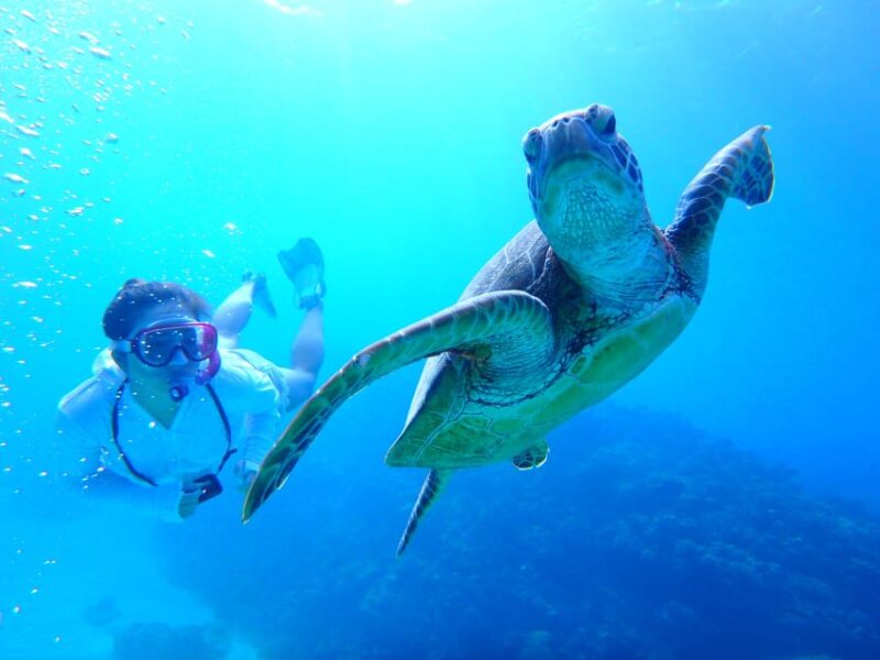 Okinawa : Kerama Whole Day Snorkeling Tour From Chatan - Customer Feedback and Highlights
