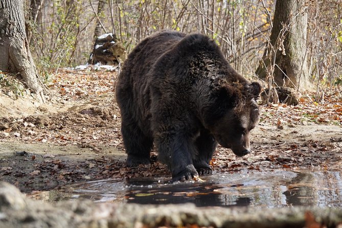 One Day Trip Bear Sanctuary, Dracula Castle, Rasnov Fortress From Brasov - Customer Feedback